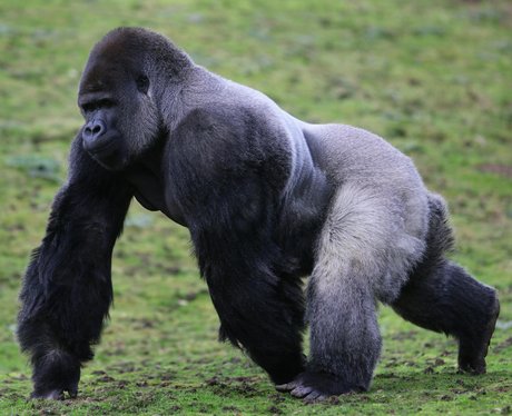 Ambam the walking gorilla - Ambam The Walking Gorilla - Heart Kent