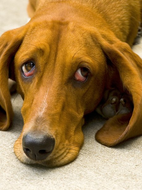 Bloodhound Became Sad Wallpapers